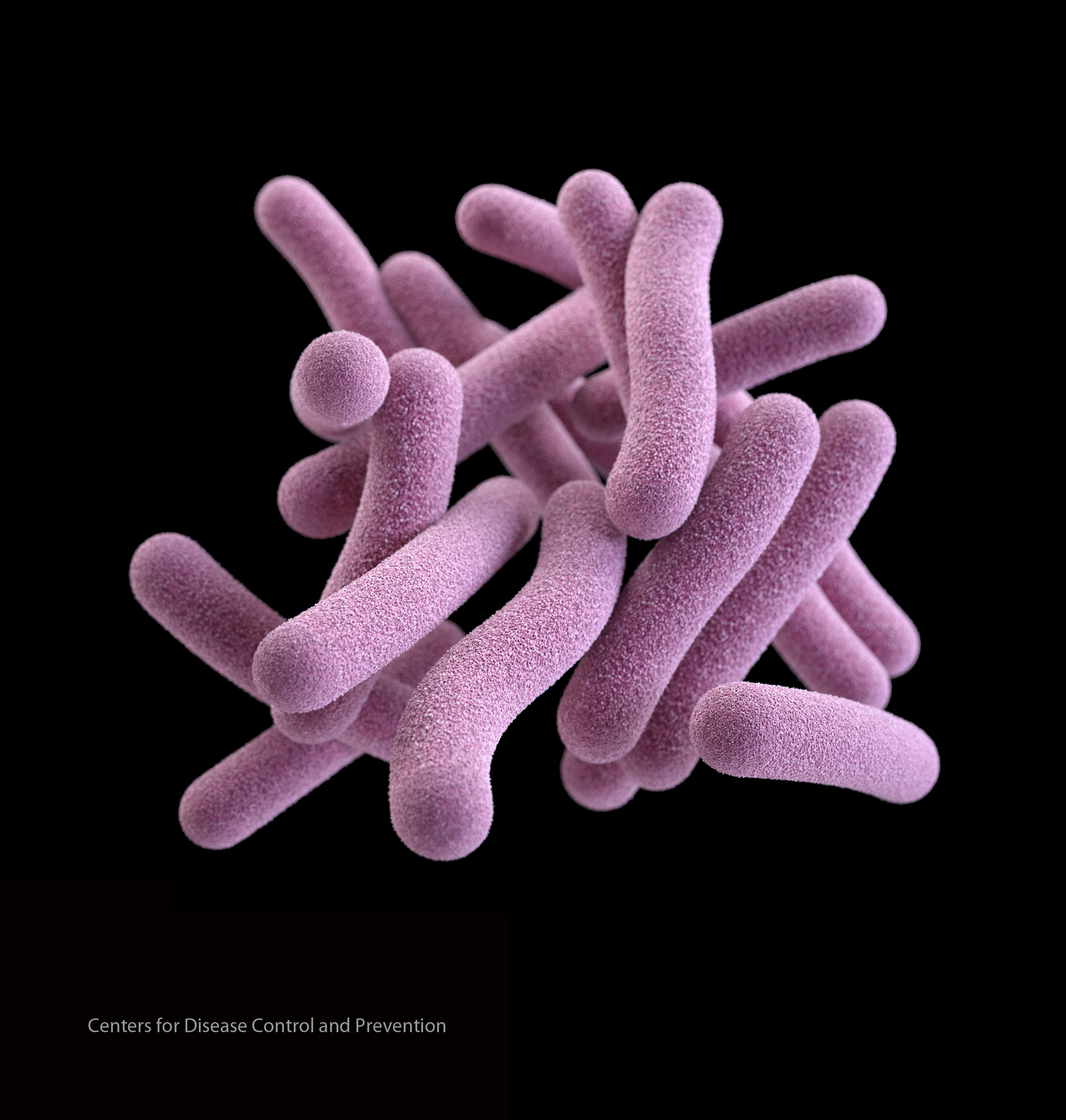 Mycobacterium – Photo – CDC – Science Chronicle