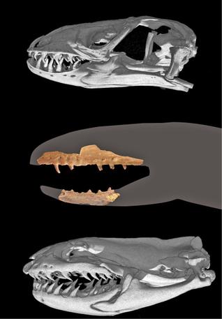 A transitional form between lizards & modern-day snakes found – Science ...