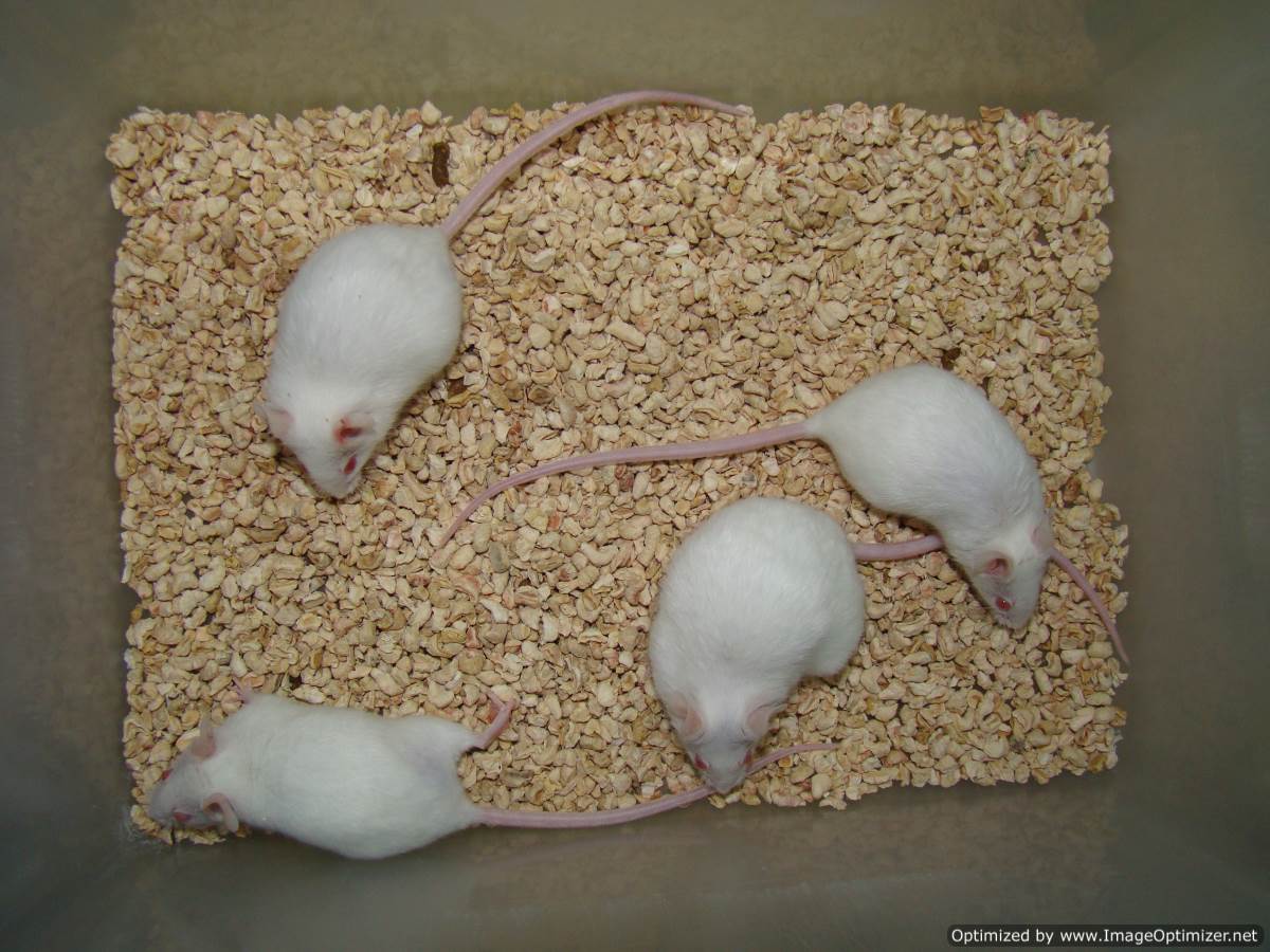 Mice4. Photo Sathees Raghavan-Optimized – Science Chronicle