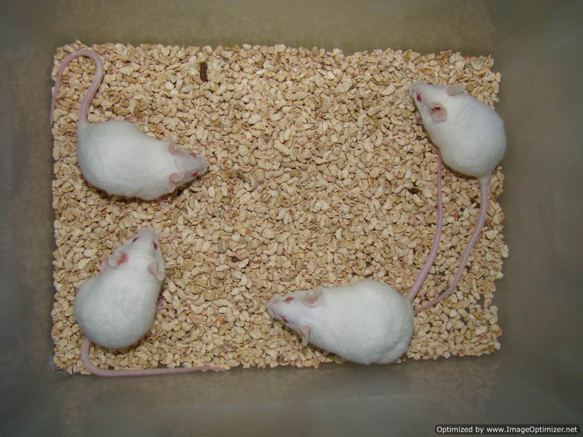 Mice6. Photo Sathees Raghavan-Optimized – Science Chronicle