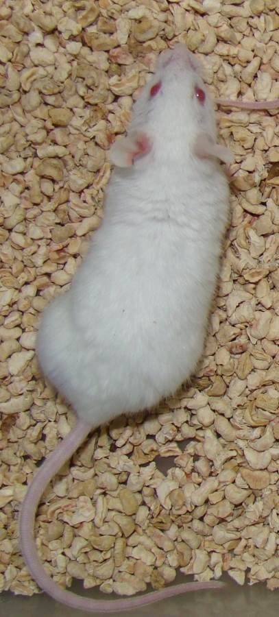 A drug to treat leukaemia shows promise in mice – Science Chronicle