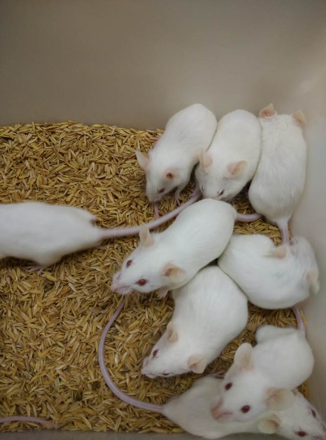 Studies in mice reveal neural mechanism of fear conditioning – Science ...