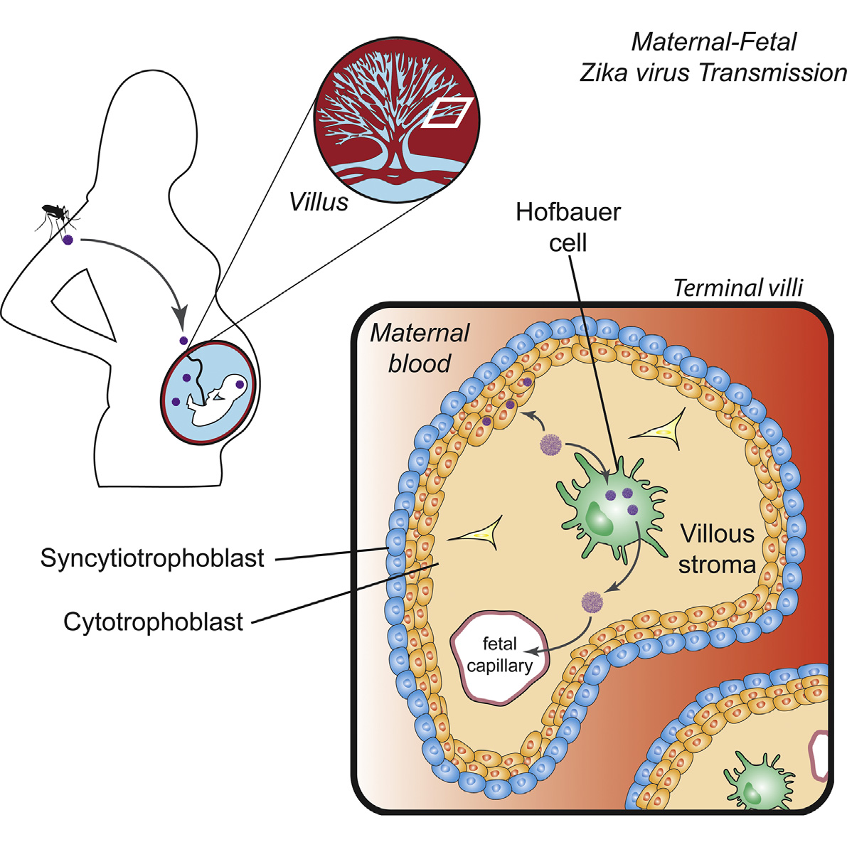 Hofbauer cells – Science Chronicle
