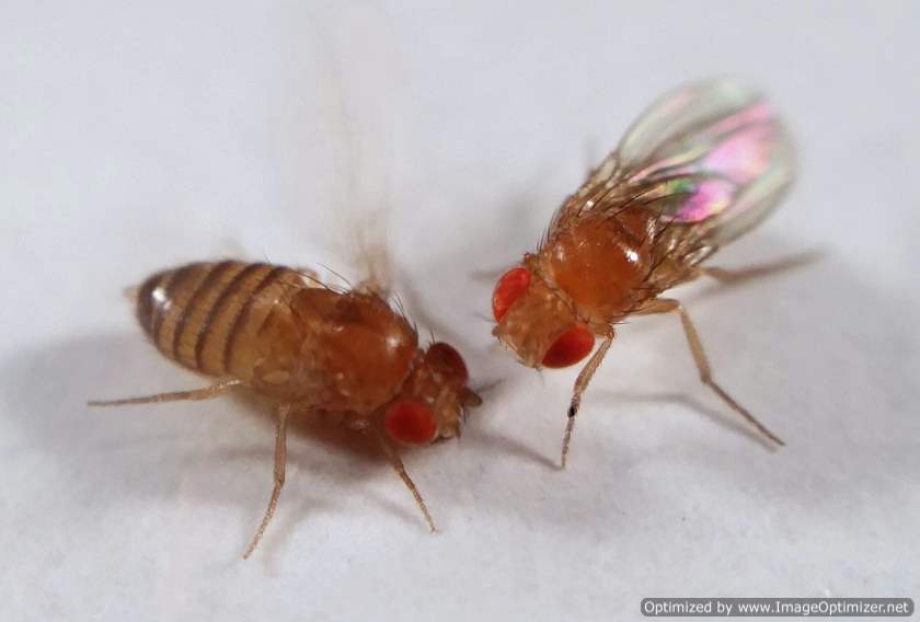 fruit-fly-2-optimized – Science Chronicle