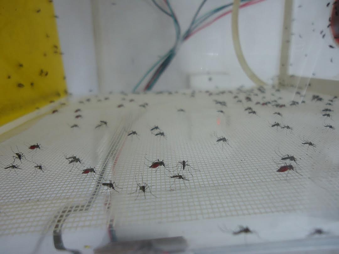India begins caged trials of GM mosquitoes to control dengue ...