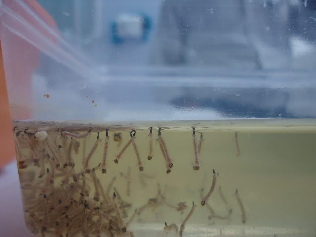 Transgenic mosquitoes transfer genes to native mosquito species ...