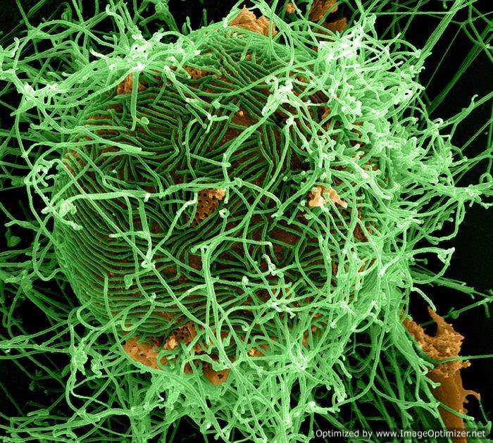 NIAID5-Optimized – Science Chronicle