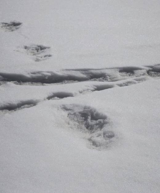 Indian Army jumps the gun on ‘Yeti’ footprints | Science Chronicle
