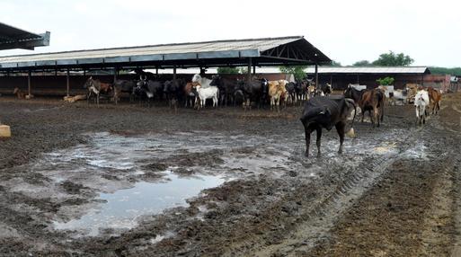 Cow dung makes cows susceptible to diseases and infection, leading to ...